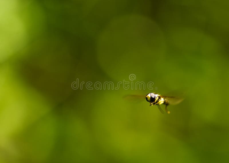Latająca osa, insekt zdjęcie stock. Obraz złożonej z natura - 78277038