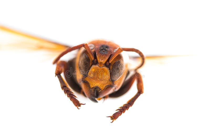 Latająca osa, insekt zdjęcie stock. Obraz złożonej z natura - 78277038