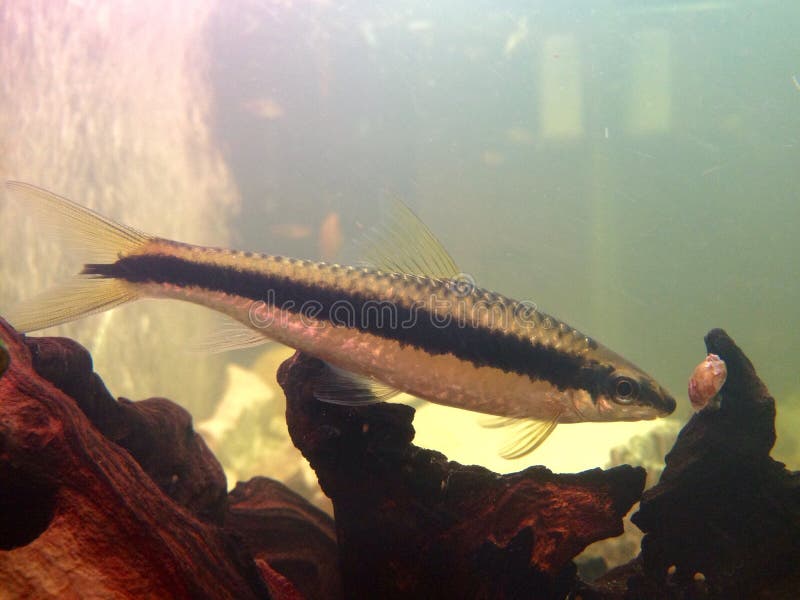 Latającego lisa ryba obraz stock. Obraz złożonej z syamejski - 45563031