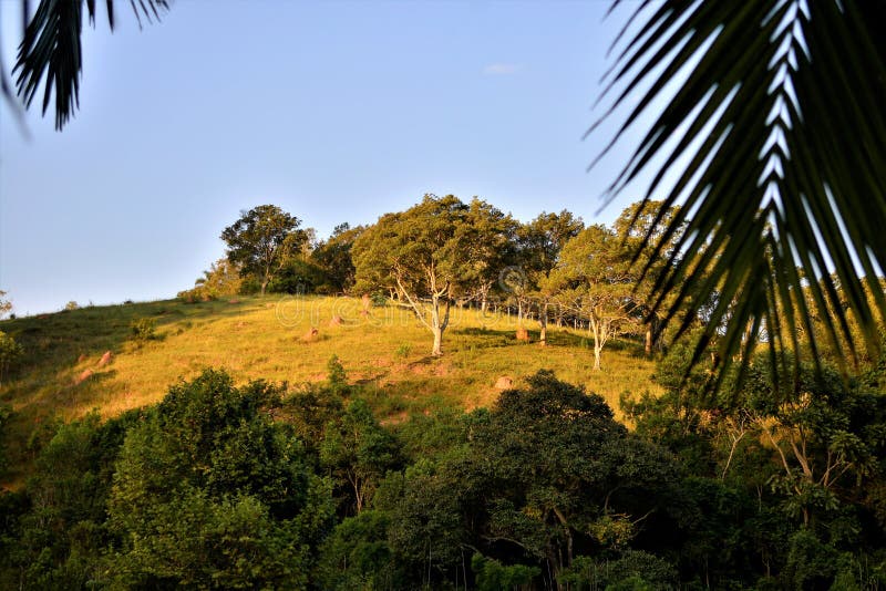 The Late Afternoon Sun Hitting the Hill and Trees in the Field Stock ...