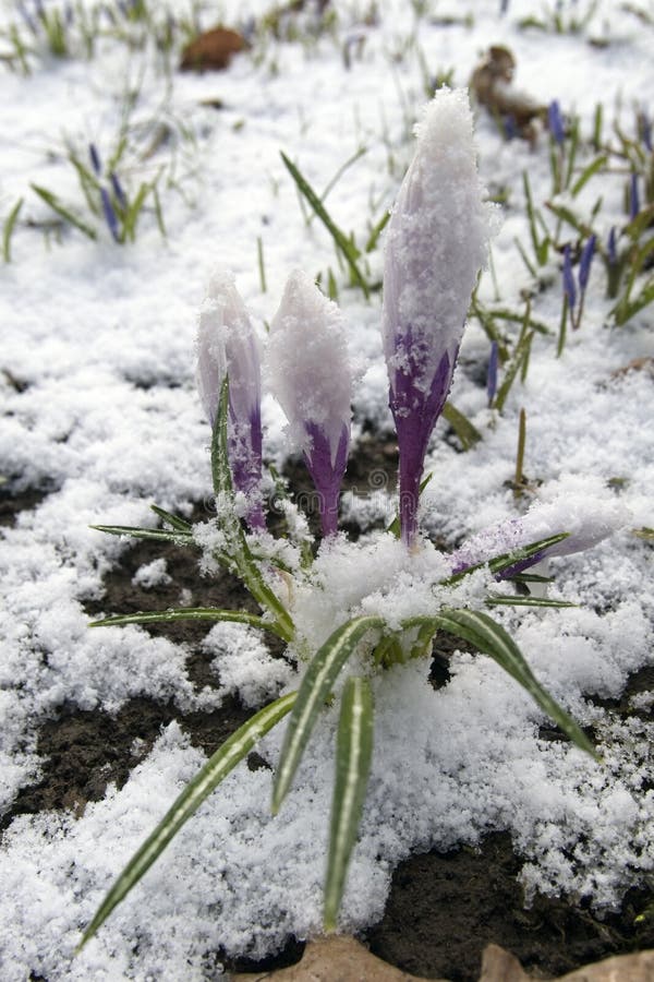 Late April Snowfall in Garden, Finland Stock Image - Image of natural ...
