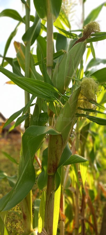 Corn in late august stock image. Image of crop, jungle - 254630331