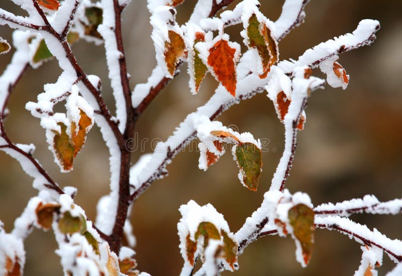 Late autumn stock photo. Image of seasons, mountain, colourful - 3499822
