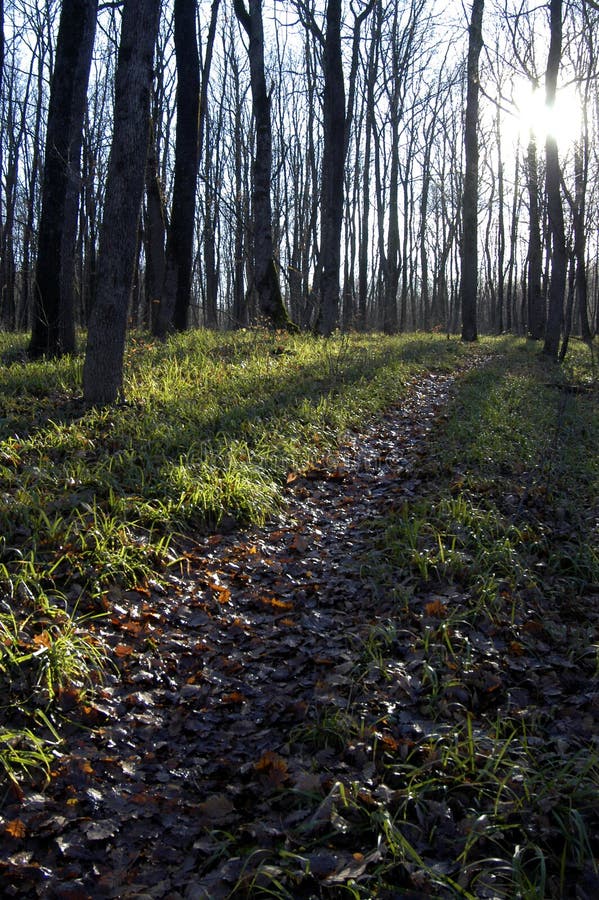 Late autumn stock image. Image of russia, footpath, late - 4393399