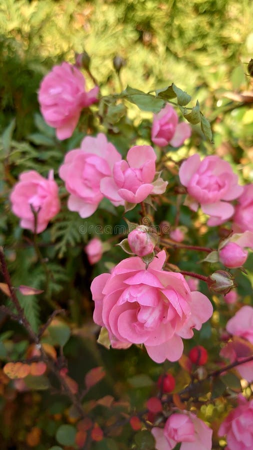 Late Autumn Bloomed Garden Roses - Colors in the Fall Stock Photo ...