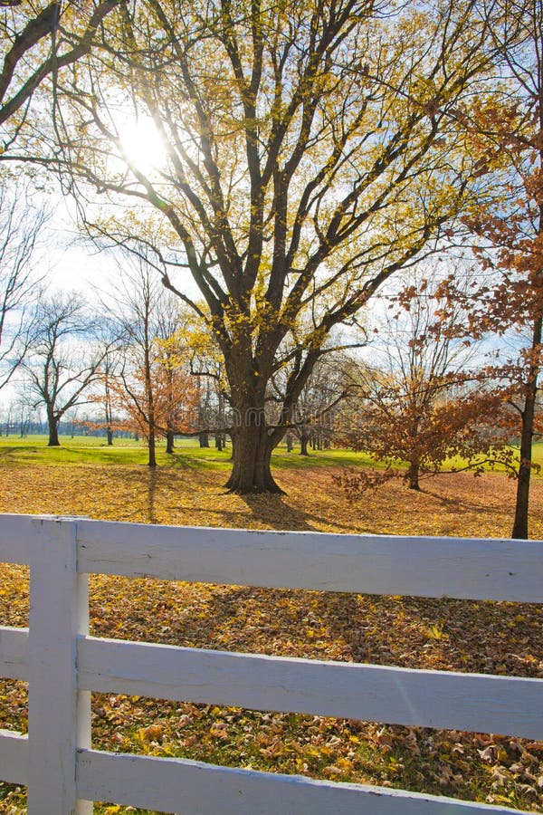 Late Autumn at Countryside. Stock Photo - Image of leaves, vibrant ...