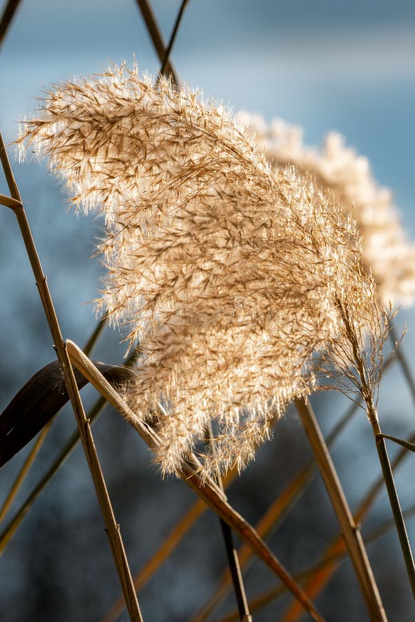Down river reeds 1 stock image. Image of blue, bright - 137818511