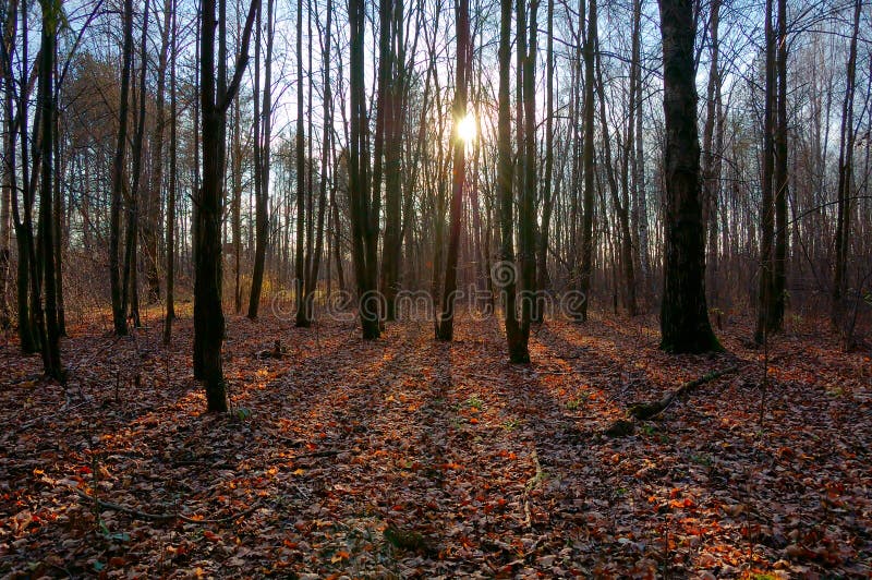 Late autumn forest stock photo. Image of yellow, trunk - 6984536