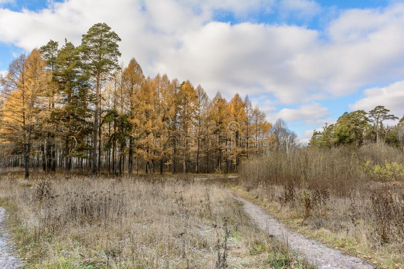 Late Autumn in Forest stock photo. Image of grass, ecoregion - 101761736