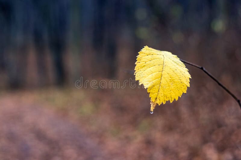 Lonely Autumn Leaf on a Tree Branch on a Background of Light Blue Sky ...