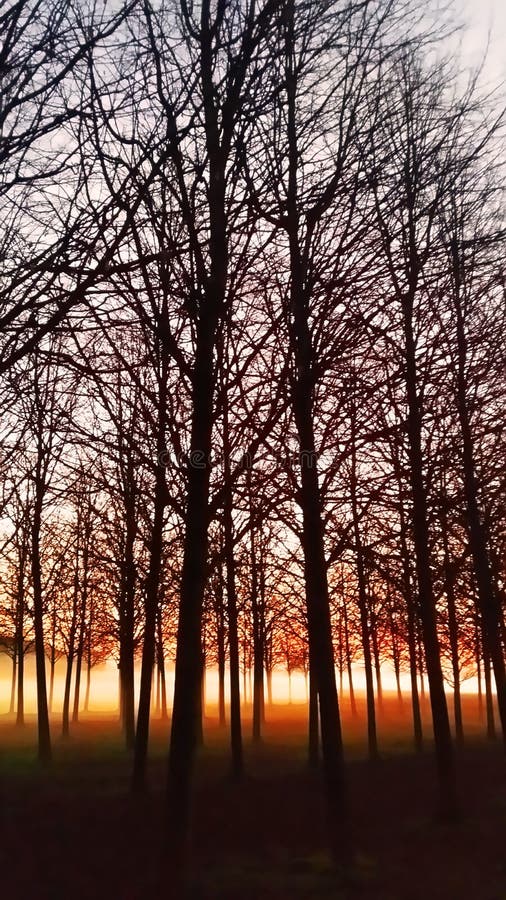 Autumn Forest Path in Sunset Stock Photo - Image of sunlight, brown ...