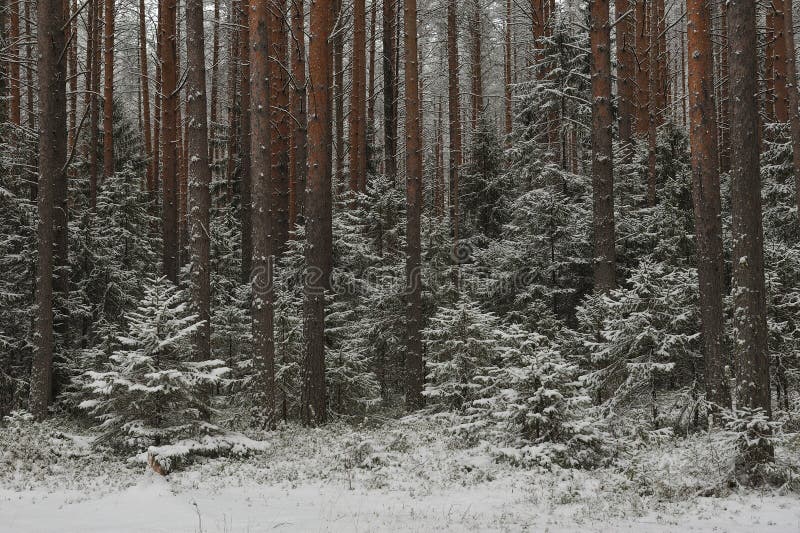 Forest in the late autumn stock photo. Image of coniferous - 133009968