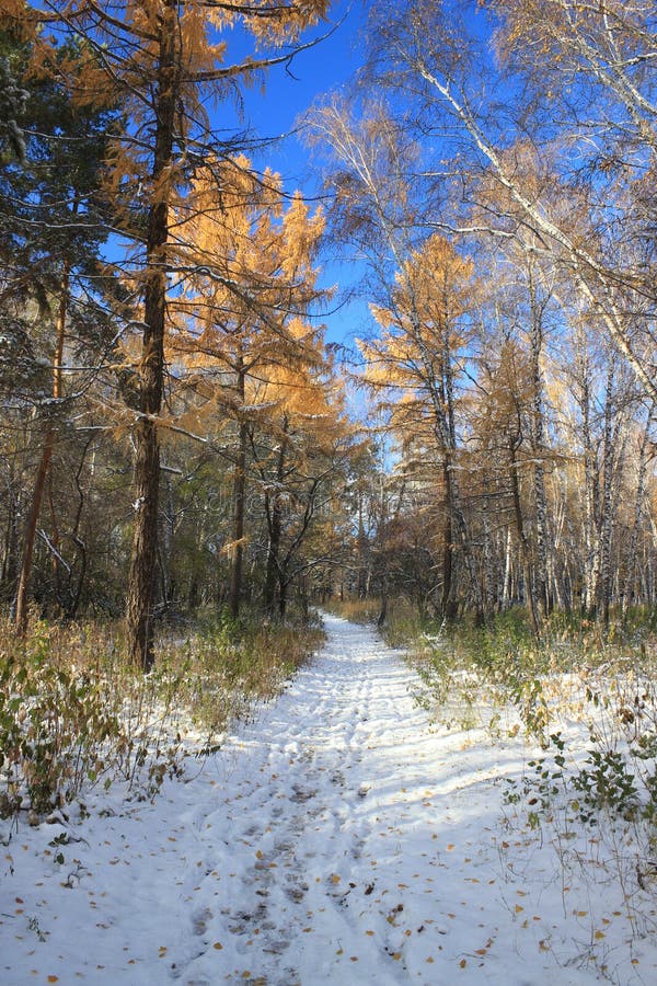 Late Autumn Landscape - First Snow in Mixed Forest Stock Photo - Image ...