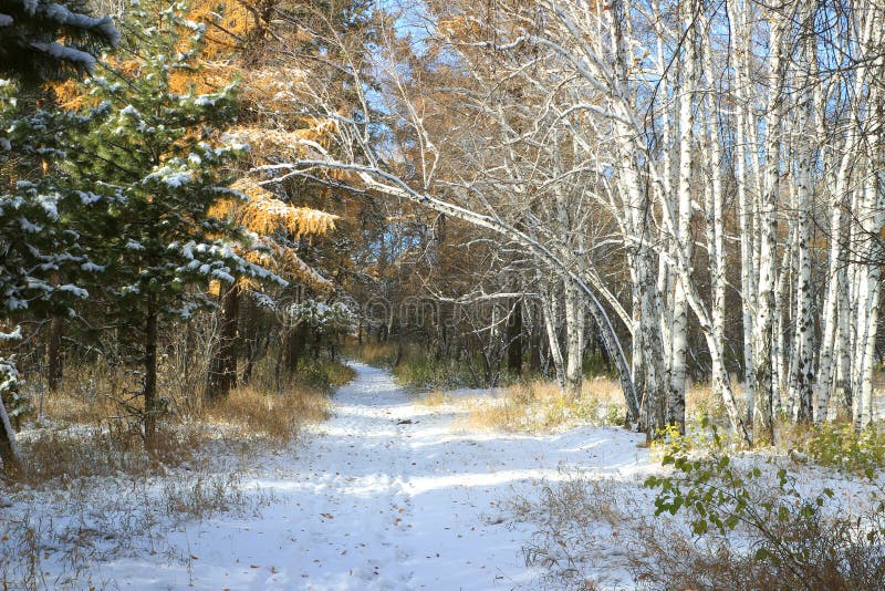 Late Autumn Landscape - First Snow in Mixed Forest Stock Image - Image ...