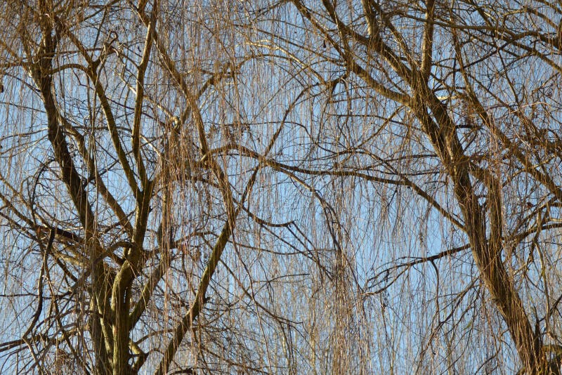 Late autumn stock photo. Image of leafless, willow, autumn - 83804788