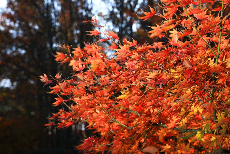 Late Autumn Red Leaves.Pentagonal Maple.Acer Monoes Stock Photo - Image ...