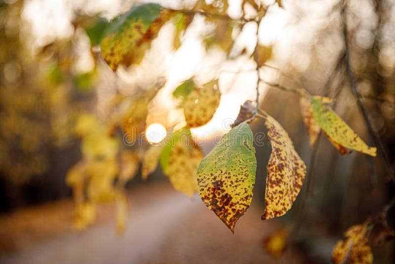 Late Autumn Leaves on Sunset Stock Photo - Image of fall, october ...