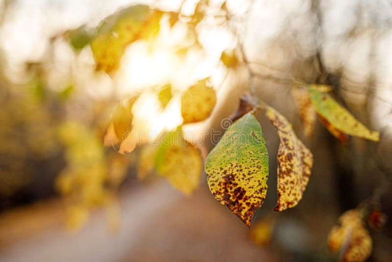 Late Autumn Leaves on Sunset Stock Image - Image of bokeh, autumn ...