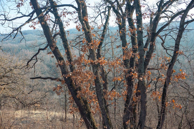 Late autumn scenery stock image. Image of light, natural - 112735847