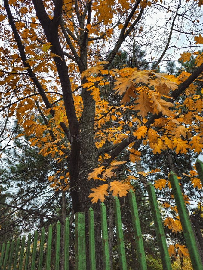 Late Autumn on the Streets of Bucharest Stock Image - Image of romania ...