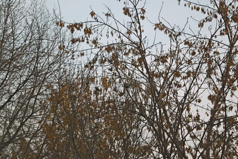 Late Autumn Tree Branches without Leaves. Stock Photo - Image of ...