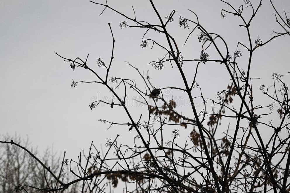Late Autumn Tree Branches without Leaves. Stock Image - Image of ...