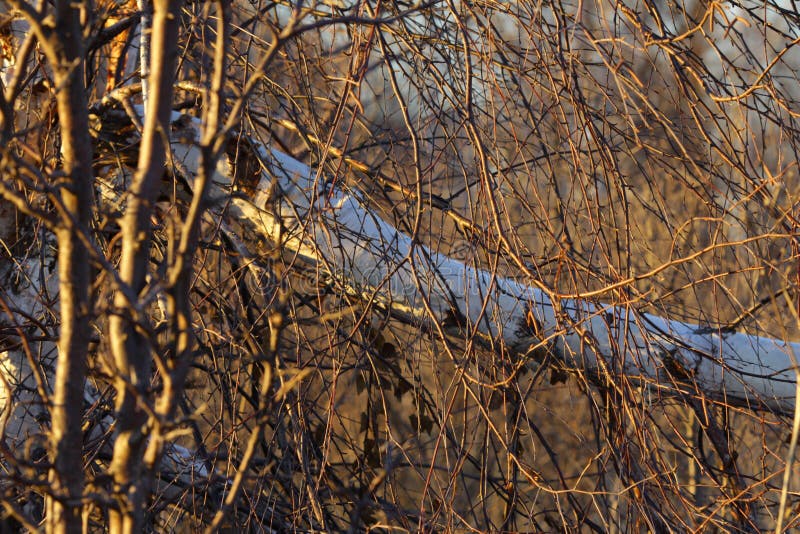 Late Autumn. Trees without Leaves Stock Image - Image of branches ...