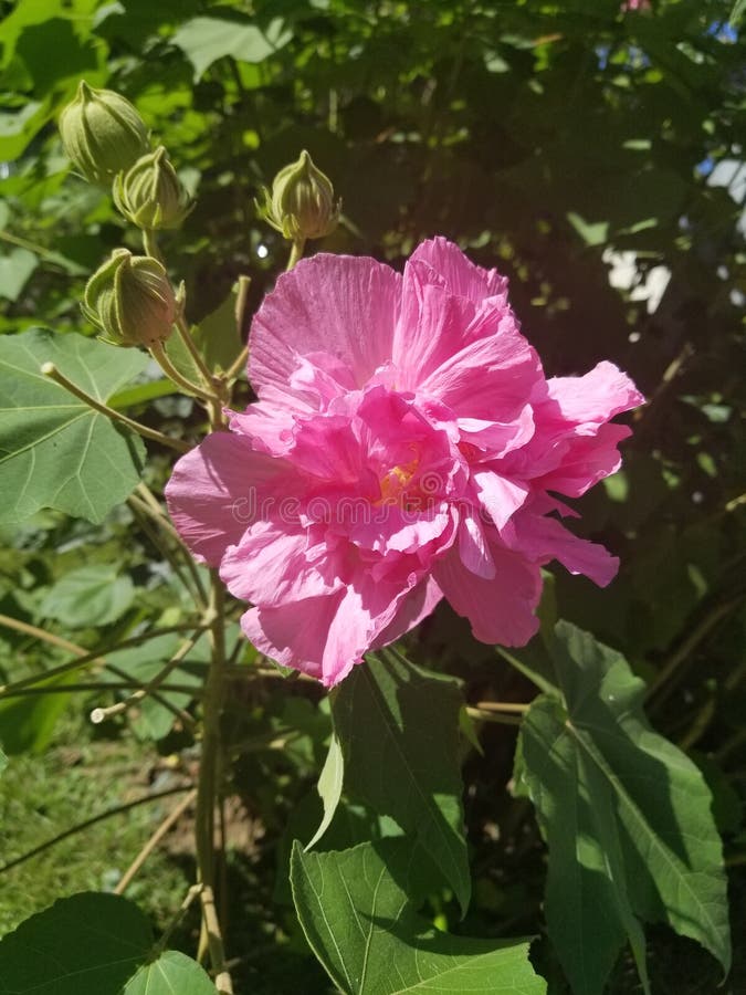 Late bloomer stock image. Image of bloomer, fall, shrub - 101419721