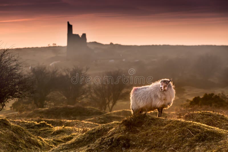 Late Evening Highlights, with Backlit Handsome Sheep on Bodmin Moor in ...