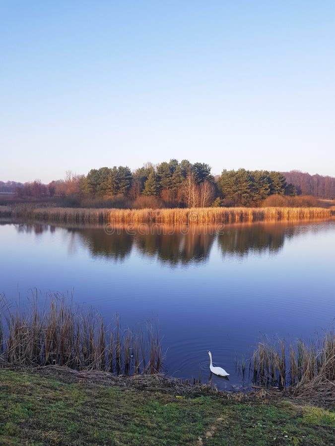 Late Evening on Lake with a Swan in Winter Stock Image - Image of sunny ...