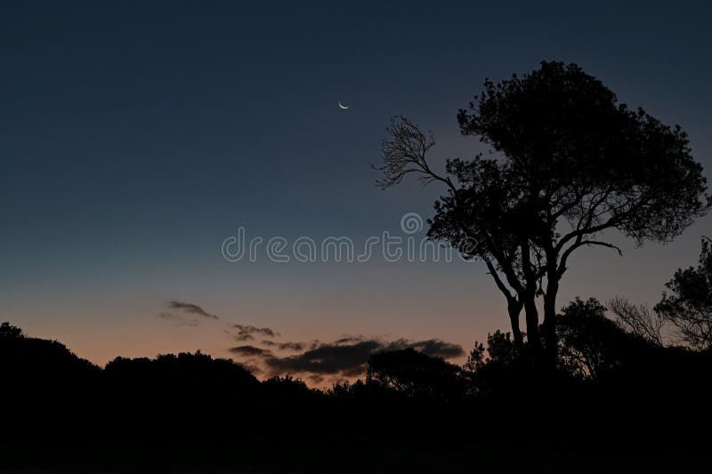 Late Evening Sunset with Moon and Tree Silhouettes Stock Image - Image ...