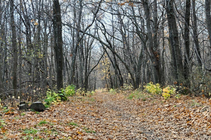 Late Fall stock image. Image of landscape, trees, seasons - 22953137