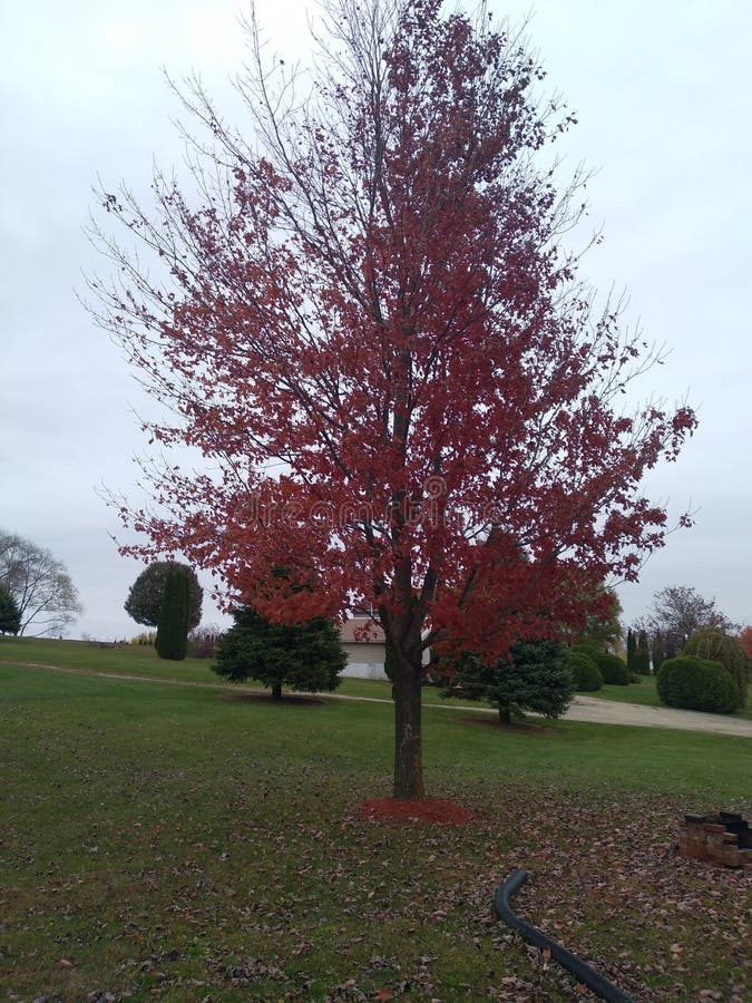 Late Fall Evening Shrubs Red Leaves Stock Photo - Image of leaves ...