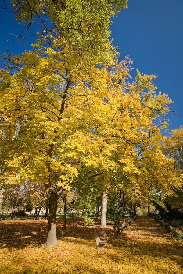 Late fall int the park. stock image. Image of yellow - 17212637