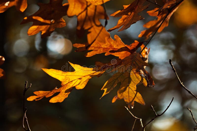 Late Fall leaves on a tree stock photo. Image of light - 136739862