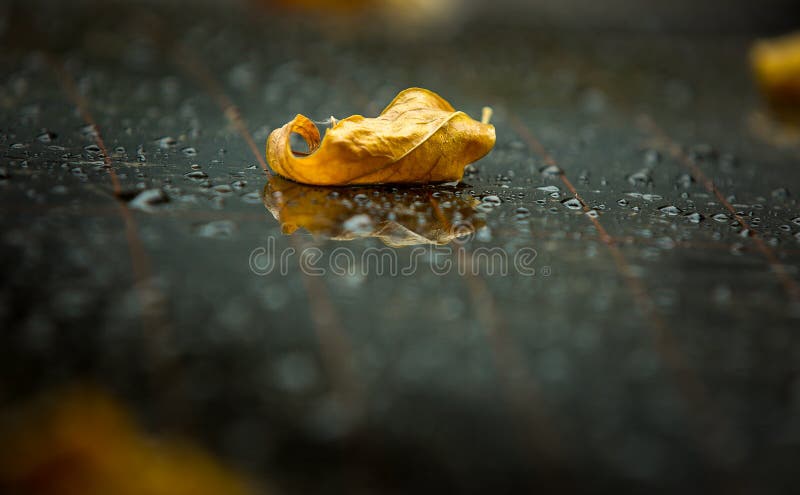 Late Fall. Rain. Yellow Autumn Leaf on Black Wet Asphalt Stock Image ...