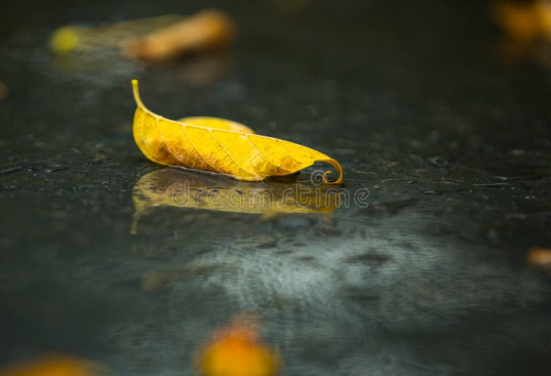 Late Fall. Rain. Yellow Autumn Leaf on Black Wet Asphalt Stock Photo ...