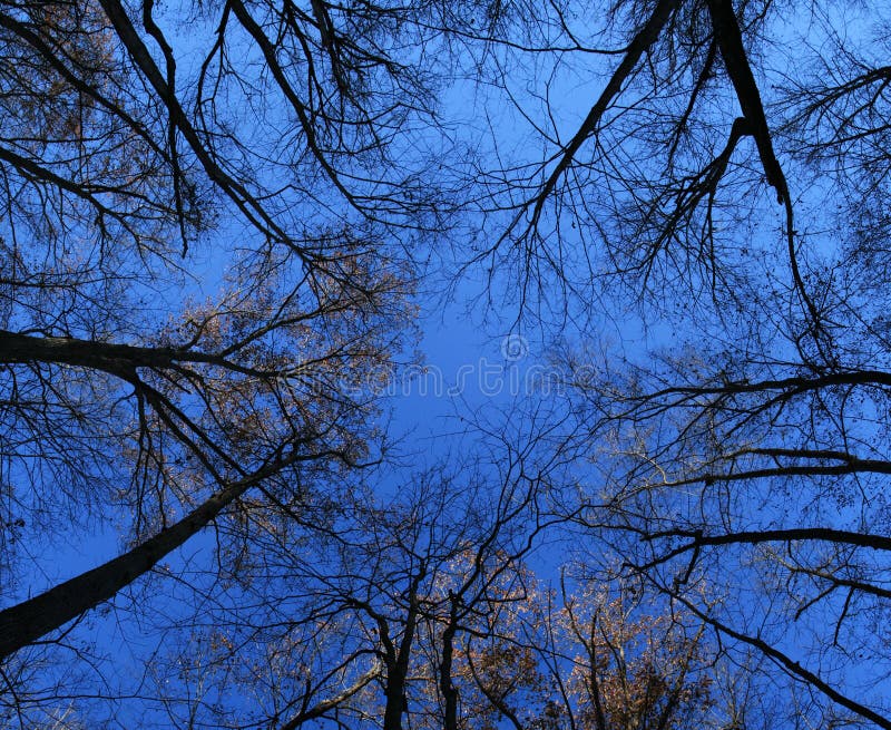 Late fall tree tops stock photo. Image of tree, autumn - 16988688