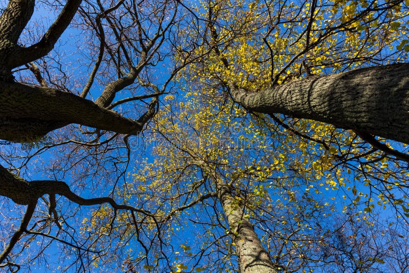 Late Fall Trees and Blue Sky Stock Photo - Image of foliage, season ...