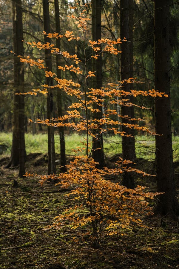 In late forest autumn stock image. Image of atmosphere - 240336999