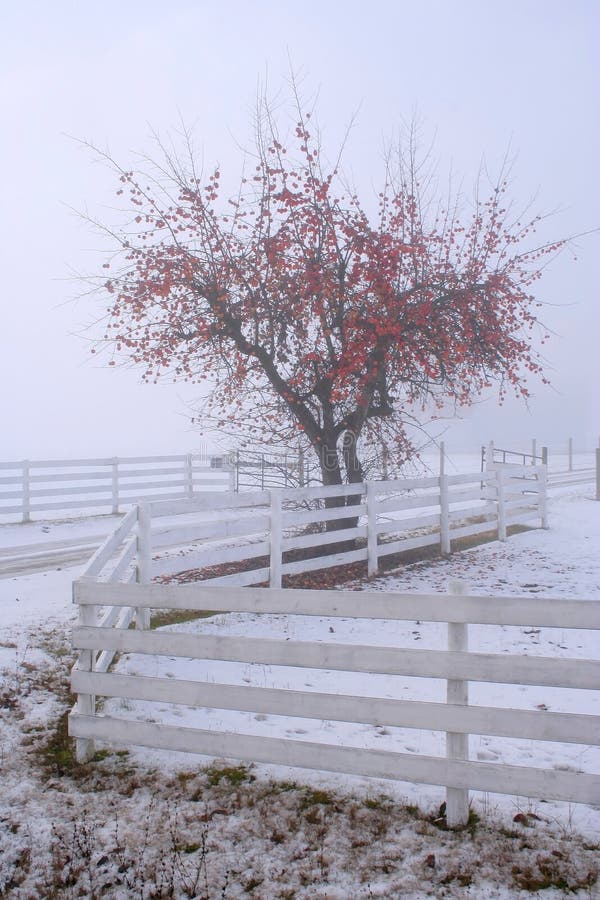 Late Harvest stock image. Image of winter, apple, tree - 7493015