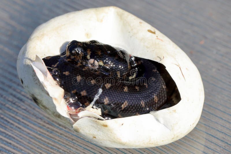 Cutaway Snake Stock Photos - Free & Royalty-Free Stock Photos from ...