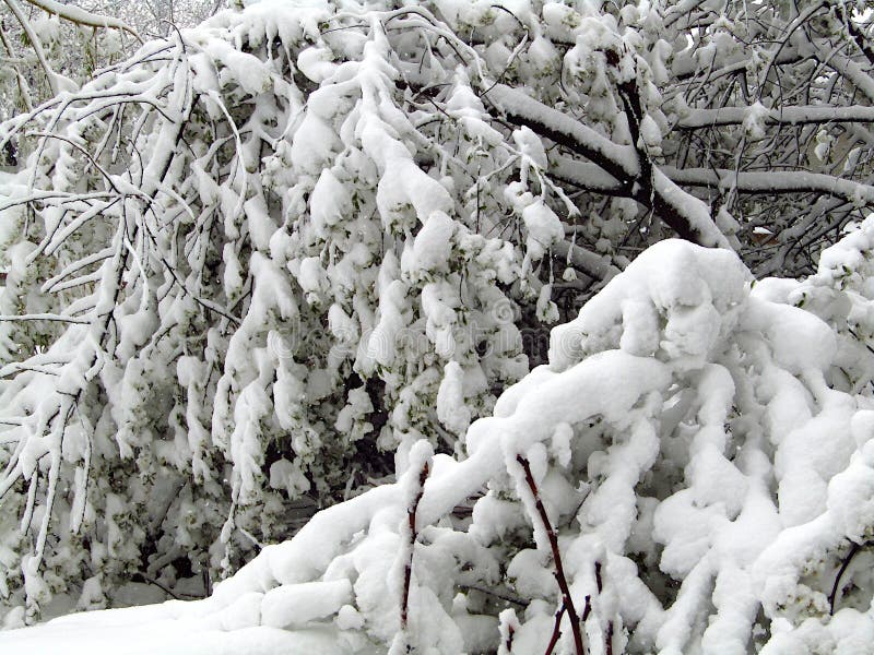 Late Heavy Snow Bends the Branches of Trees. Winter Scene Stock Photo ...