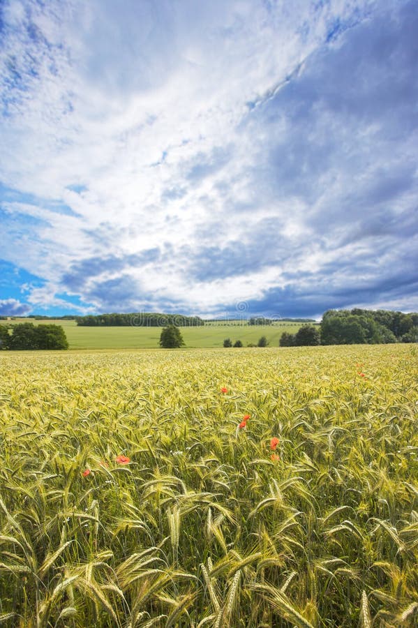 Late July stock photo. Image of horizon, green, farm, landscape - 2713966