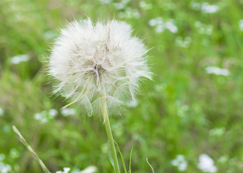 Late Large Dandelion in Late June in a Field. Stock Image - Image of ...