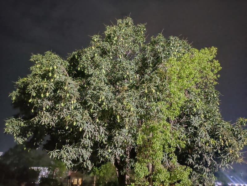 Late Night Clicks of Mango Tree Stock Photo - Image of late, fruit ...