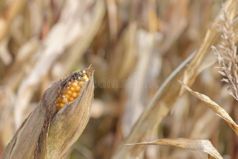 In Late October, after Harvest, Corn Stalks and Ears are Seen in the ...