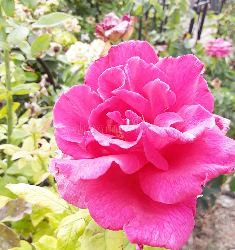 Late red rose stock image. Image of rose, flower, late - 168241363