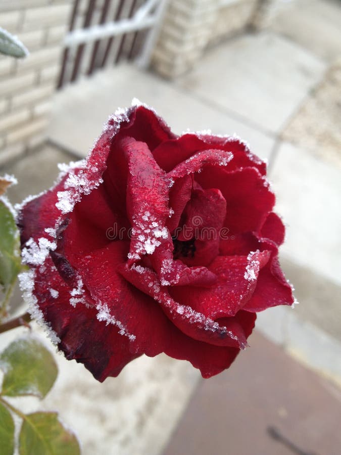 Rose and snow stock photo. Image of flower, winter, early - 124301760