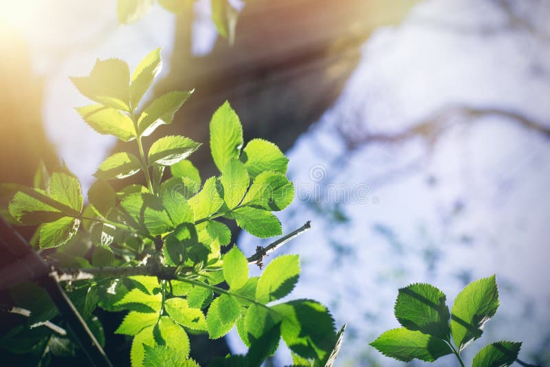 Late Spring Afternoon and Spring Leaves Stock Photo - Image of foliage ...